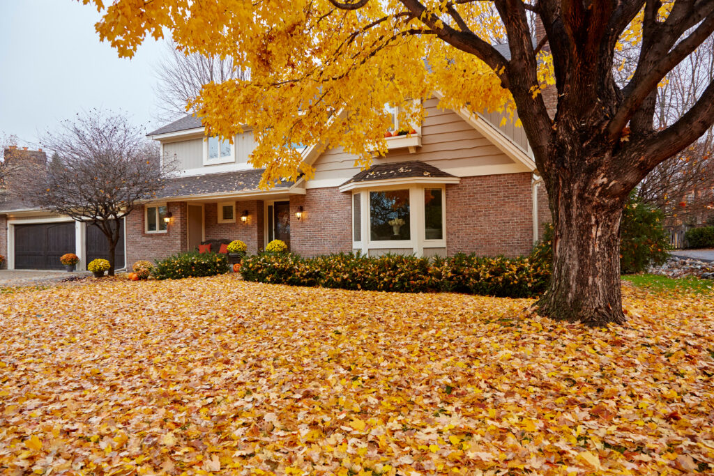 The Importance of Professional Leaf Removal for Your Lawn | Rooted Lawn ...